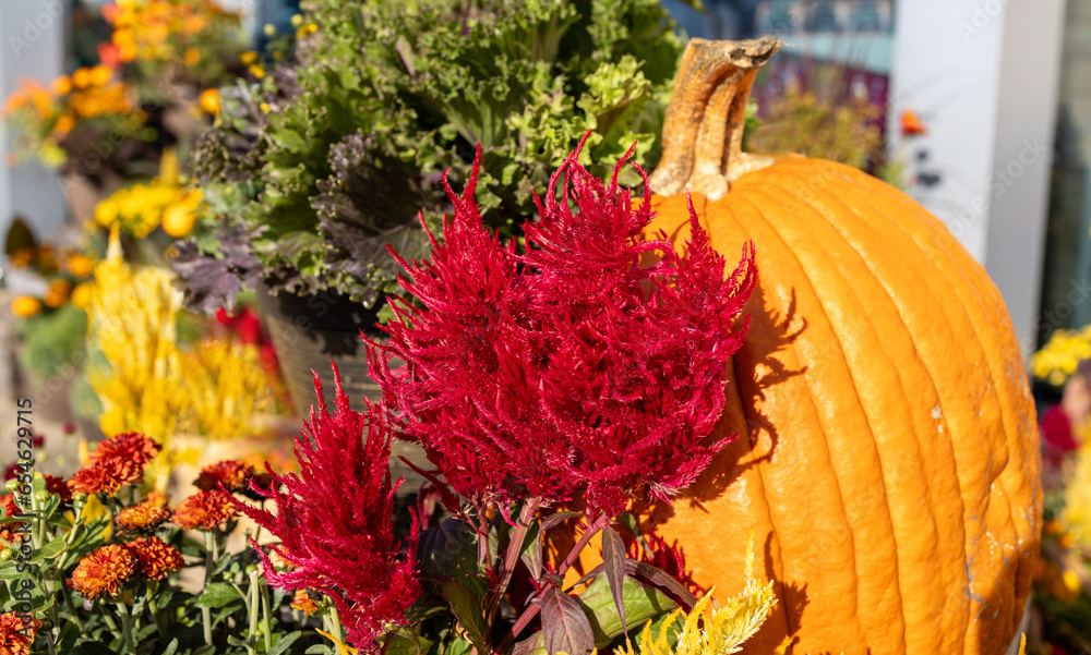 Colorful texture background of autumn flowers in an outdoor sunny pot ...