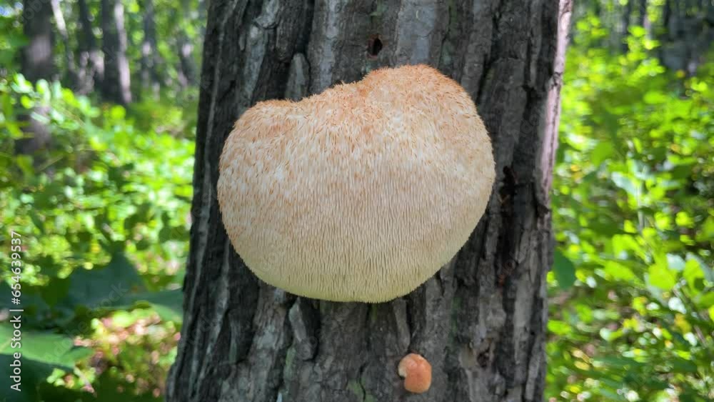 Lion's Mane mushroom on oak tree in the autumn forest. ( Hericium ...