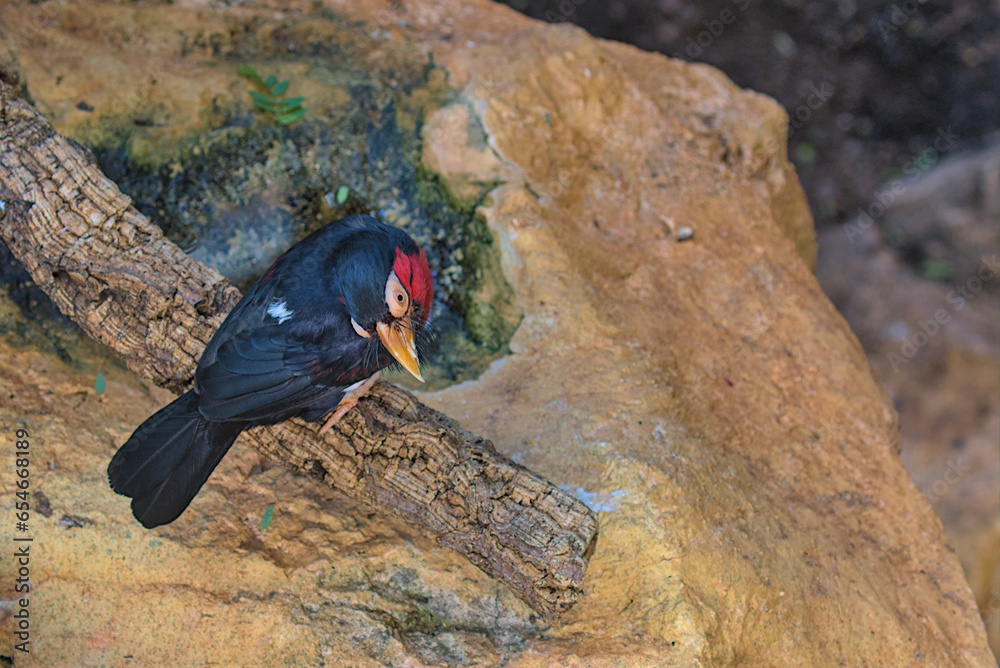 Bearded Barbet - African Barbet sitting on a branch. Barbets are near ...