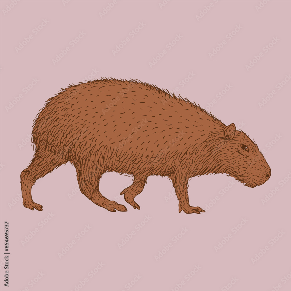 Vector illustration of capybara design. hand drawn line style of capybara or greater capybara is ...