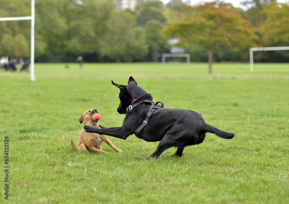 Cute Border Terrier and Black Labrador Retriever are play fighting over ...