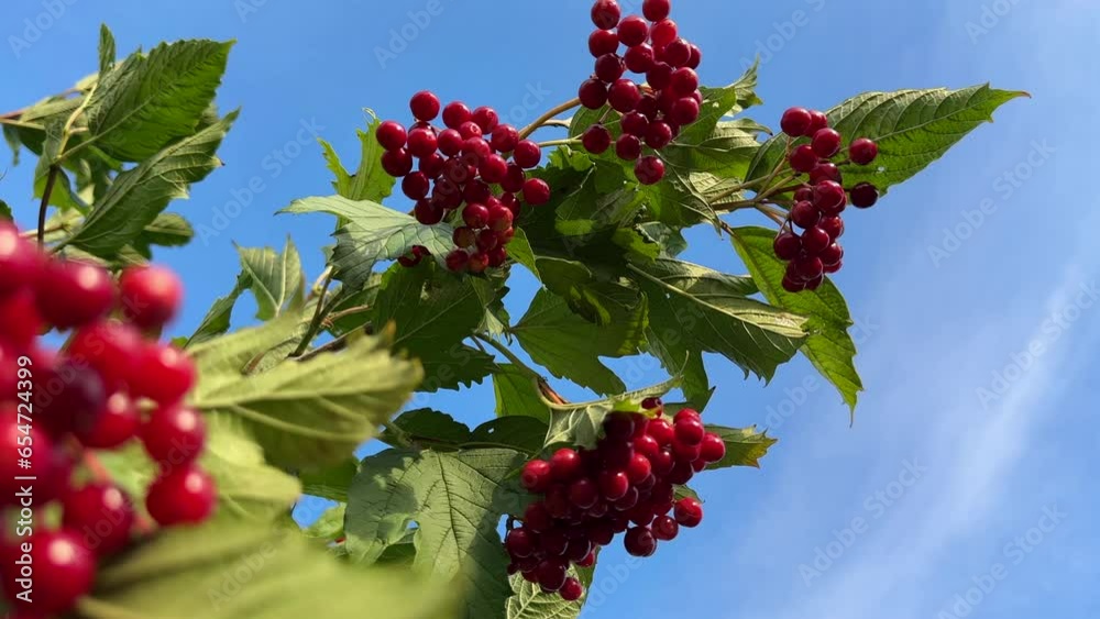 Viburnum tree (Adoxaceae). Bright red viburnum berry on a tree with ...