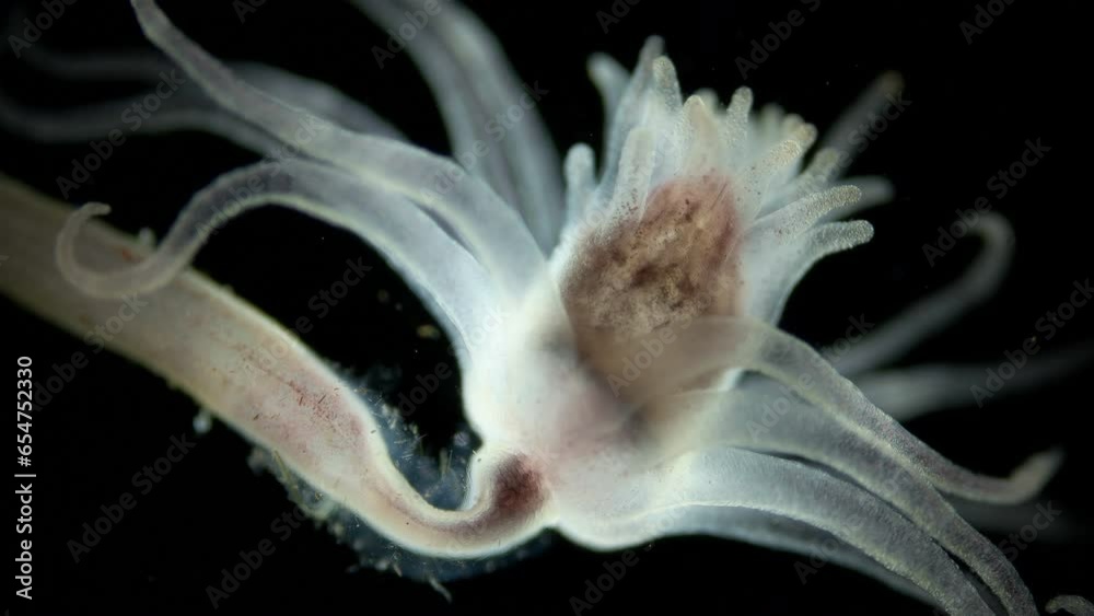 Hydrozoa Ectopleura larynx under a microscope, family Tubulariidae.They ...
