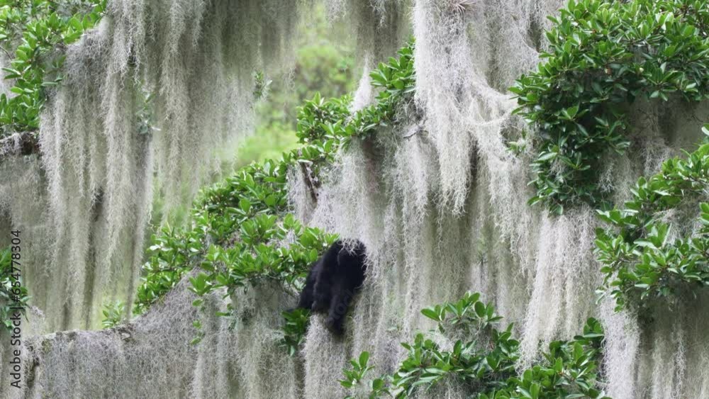 spectacled bear, Tremarctos ornatus, native to the forests of the ...