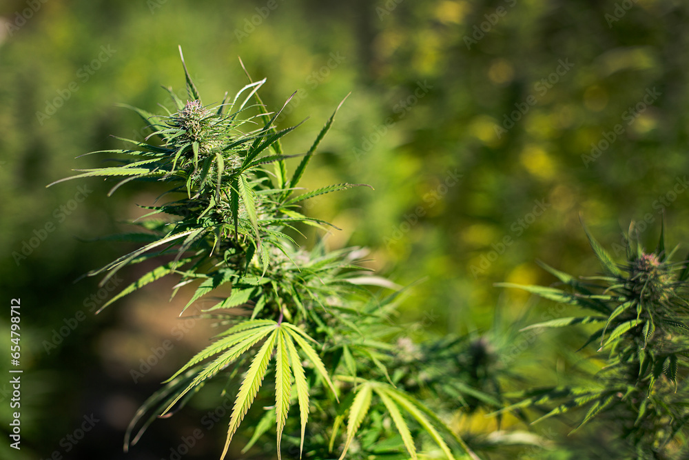 Mature Marijuana Plant with Bud and Leaves. Texture of Marijuana Plants ...