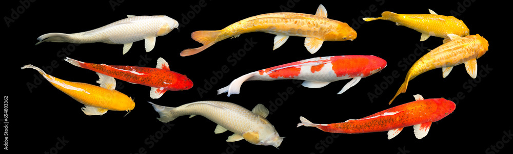 Red and white Kohaku, red Aka Matsuba koi, Red Doitsu Aka Bekko, Omoyo ...
