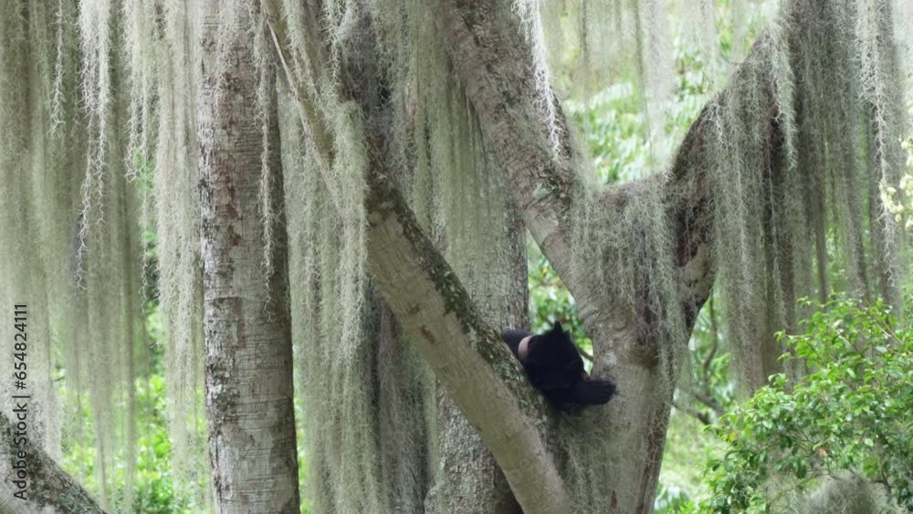 spectacled bear, Tremarctos ornatus, native to the forests of the ...