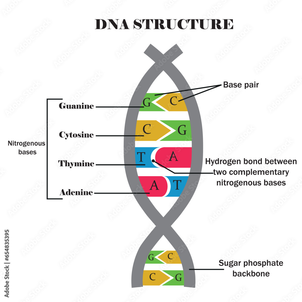 DNA structure. DNA with its components: cytosine, guanine, adenine, thymine. Nitrogenous base of ...