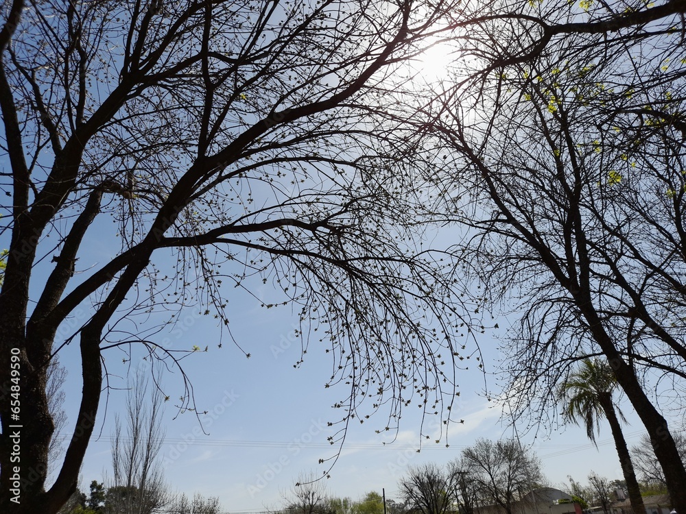 Copa de los árboles de Plátano híbrido o plátano de sombra que se unen ...