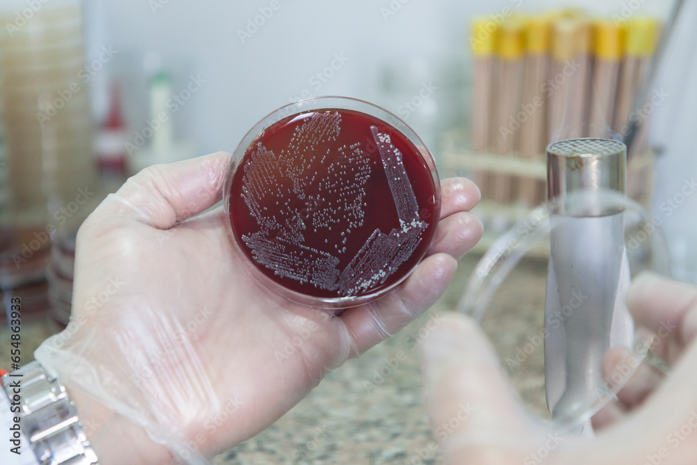 Biochemist holding an automated inoculation and seeding system for ...