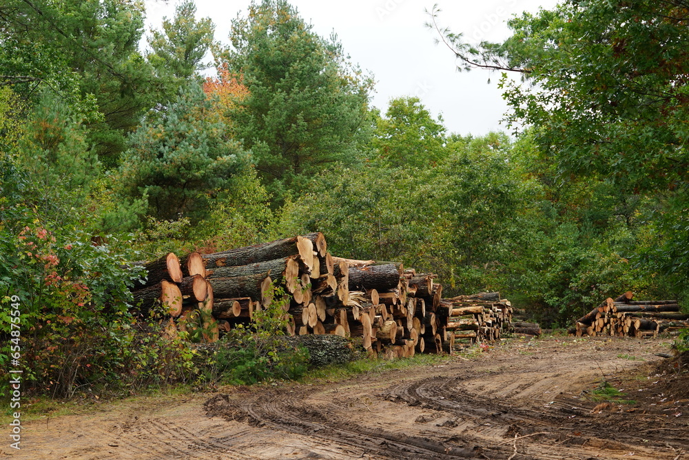 Wood tree logs sit stacked up in a forest from deforesting. Stock Photo ...