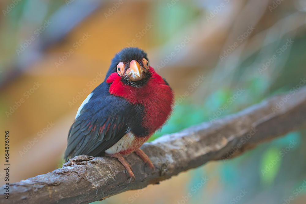 Bearded Barbet - African Barbet sitting on a branch. Barbets are near ...