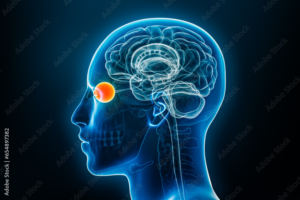 Xray lateral or profile view of the eye 3D rendering illustration with ...