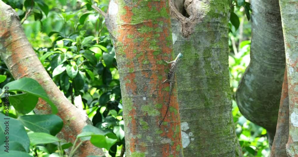 Draco sumatranus, commonly known as the Sumatran Flying Dragon, is a ...