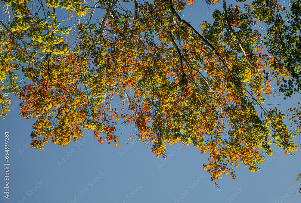 Early fall leaf colors in the tree with a sky view Stock Photo | Adobe ...