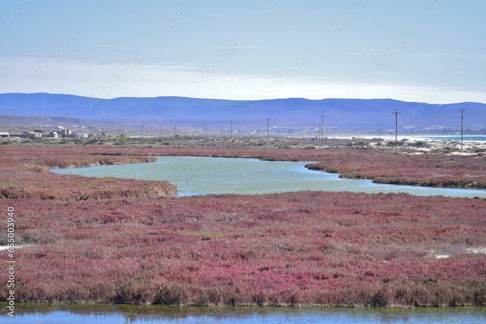 Wetlands on the Coast of Chile: Vital ecosystems teeming with ...