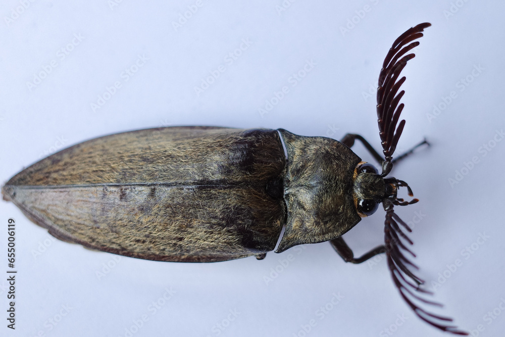 Elateridae or click beetles are a family of spring beetles Stock Photo ...