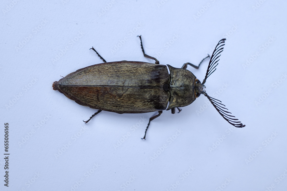 Elateridae or click beetles are a family of spring beetles Stock Photo ...