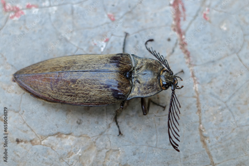 Elateridae or click beetles are a family of spring beetles Stock Photo ...