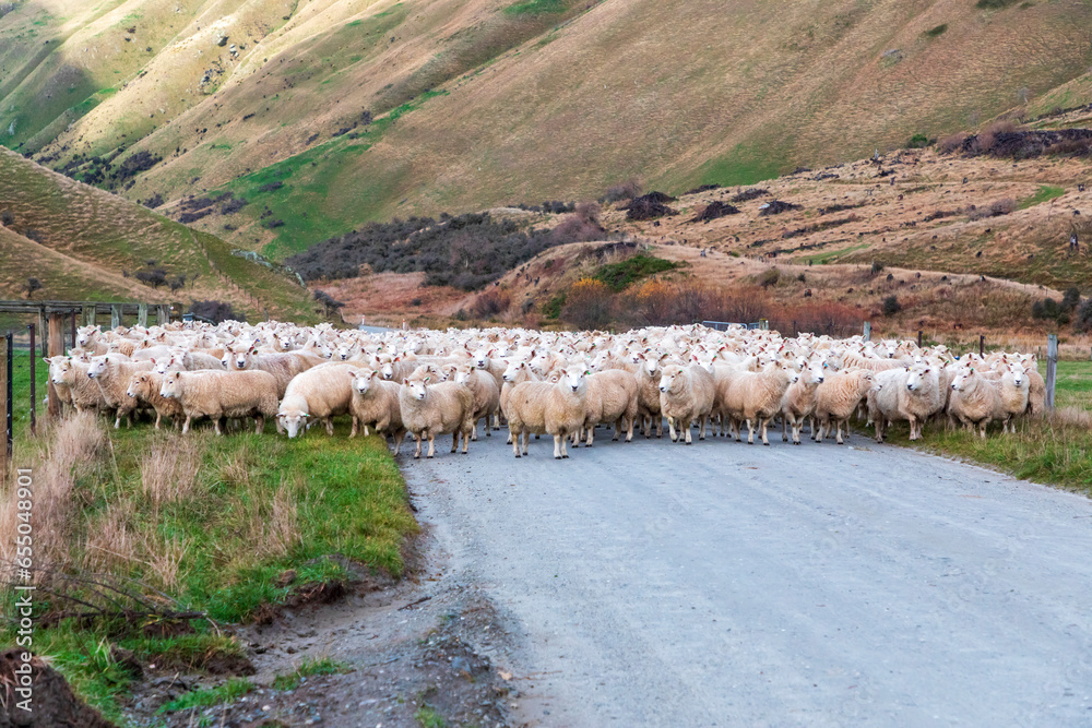 Photograph of a mob of sheep being herded along a road in a valley to a ...