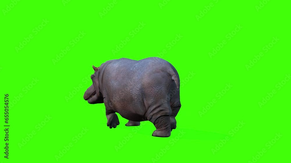 3D Hippopotamus walking animation on the chroma key, 4k Hippo running ...