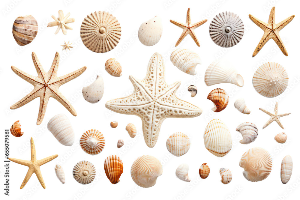 Sea shells isolated on transparent background,Transparency Stock ...