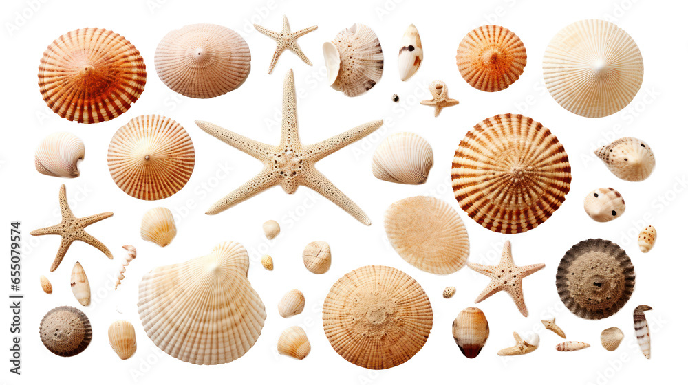 Sea shells isolated on transparent background,Transparency Stock ...