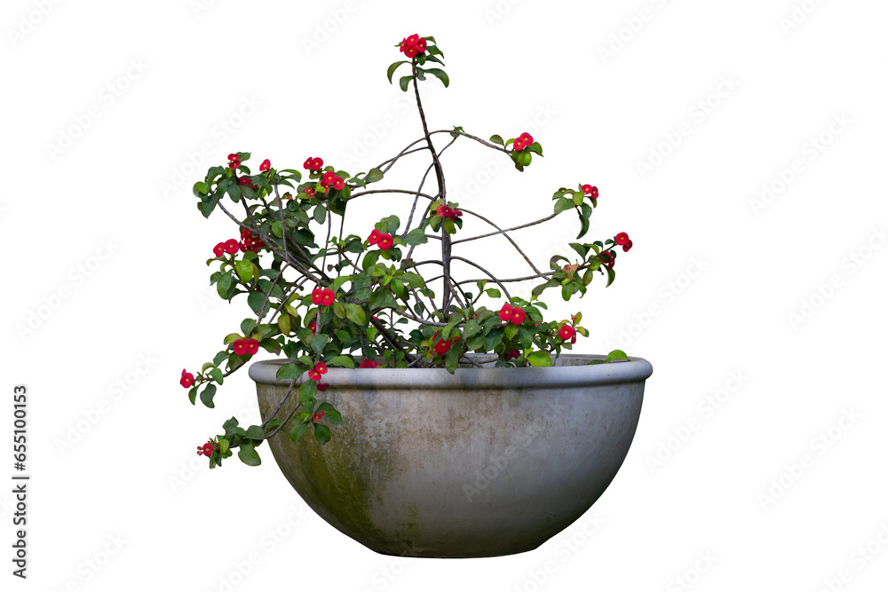 Red Euphorbia milli or Crown of Thorns flower bloom in cement pot ...