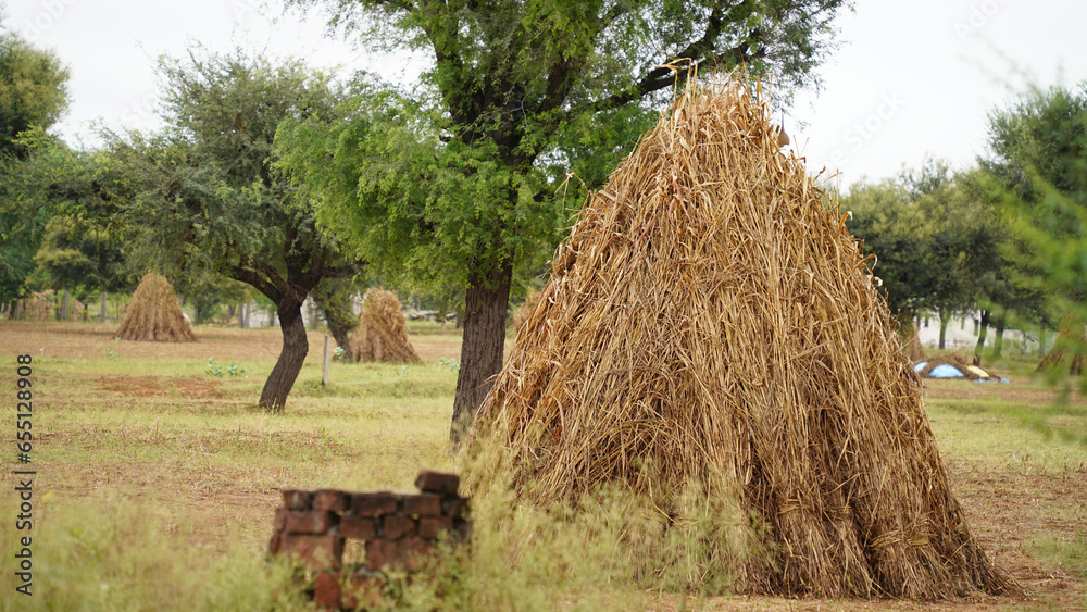 Dry millet fodder for pet animals. Pile of unprocessed pearl millet in ...