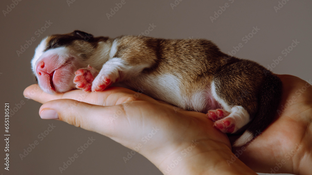 Love and tenderness. Touching paws and nose are shown by newborn Welsh ...
