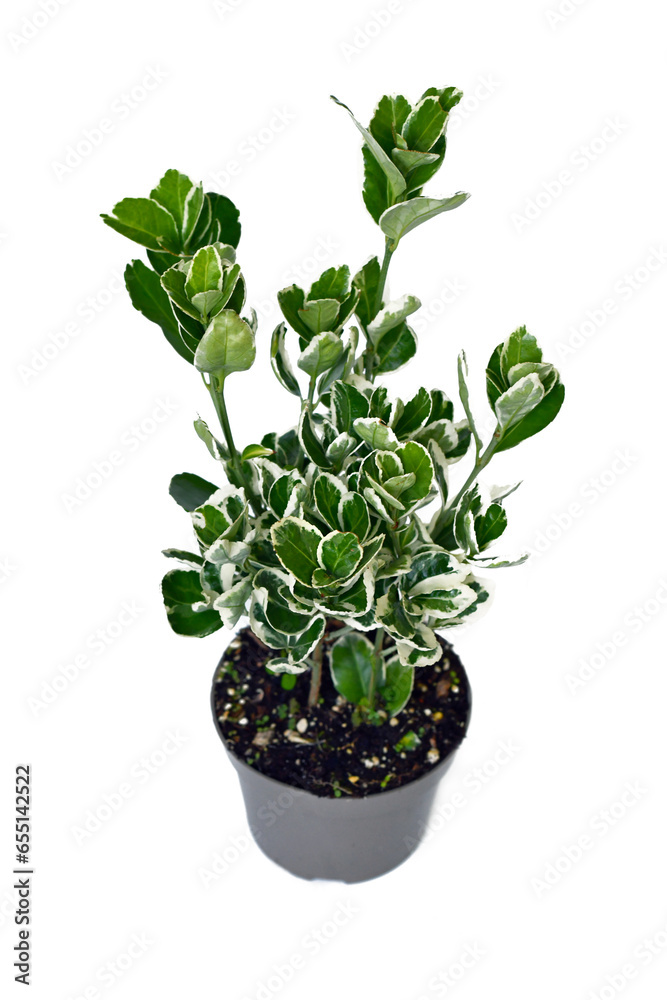 'Euonymus Japonicus Kathy' spindle tree plant in flower pot on white ...