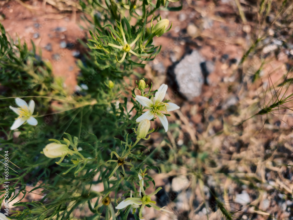 Probably of the wild rue (Peganum Harmala?) genus, this flower can be ...