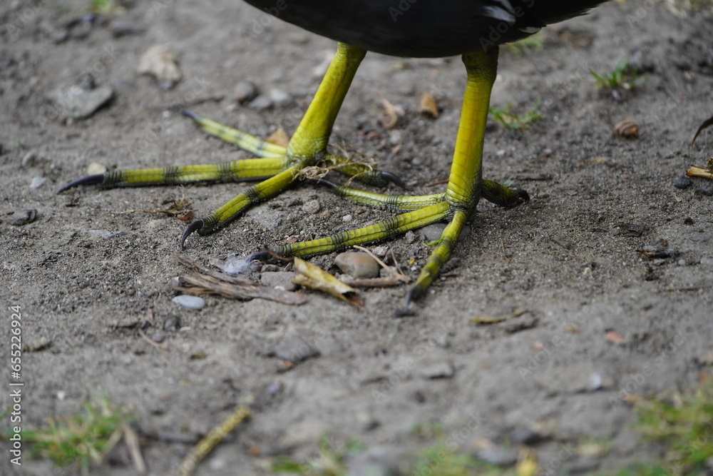 Feet of common moorhen (Gallinula chloropus), also known as the ...