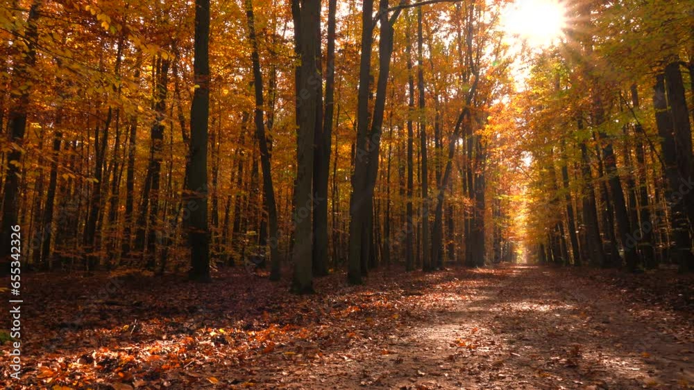 Beautiful golden autumn forest landscape, high trees, sun rays 4K. Calm ...