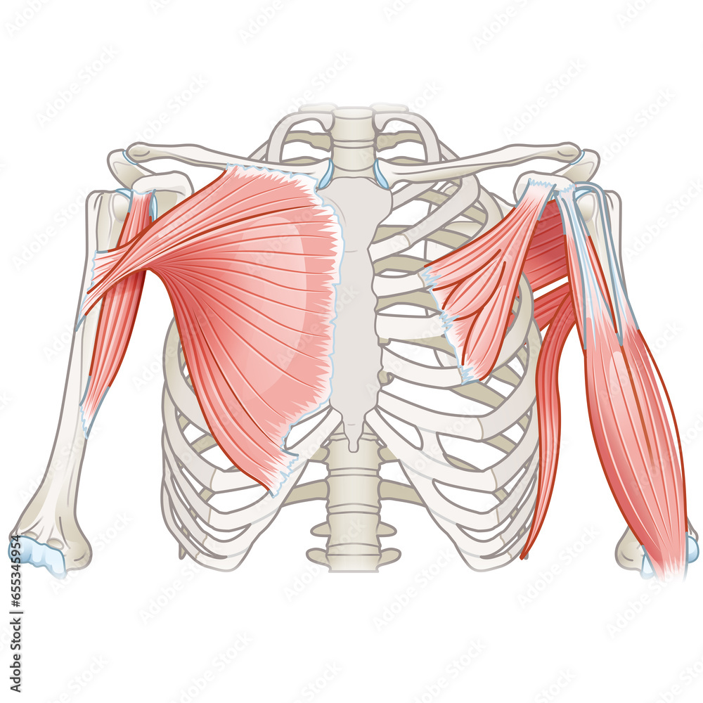 Shoulder Muscles, Anterior View, Superficial And Deep View, Medically ...