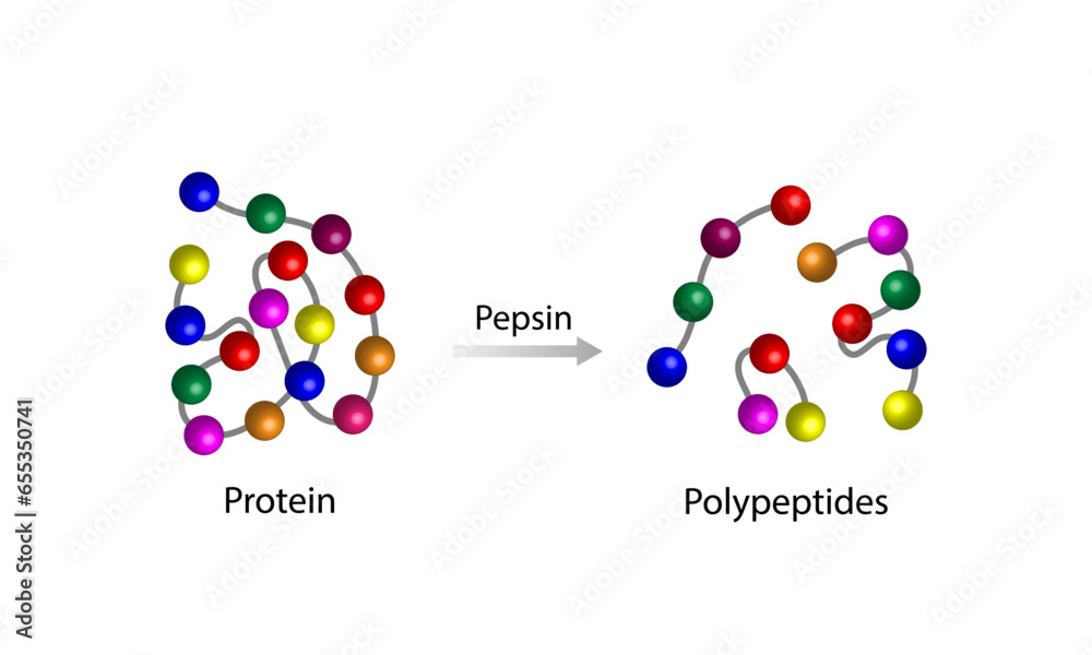 Pepsin, Protein Digestion in stomach. Gastric juice, pepsin and ...