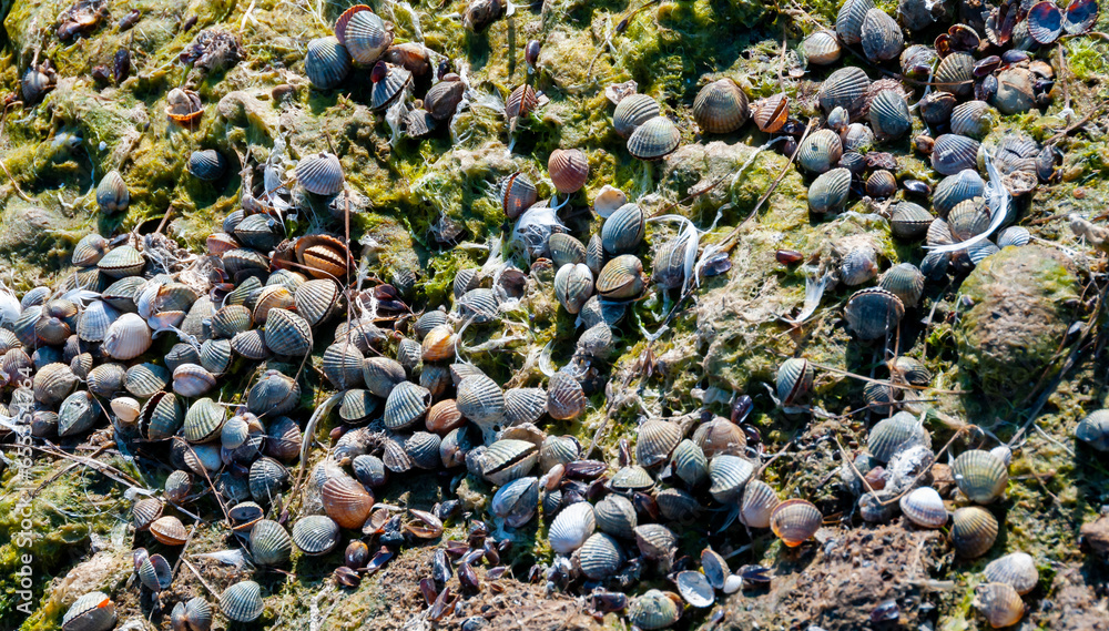 The dried-up bottom of a reservoir covered with dry mud and shells of ...