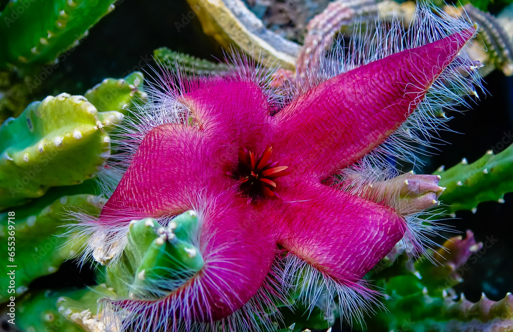 Stapelia grandiflora - South African succulent plant blooming with ...