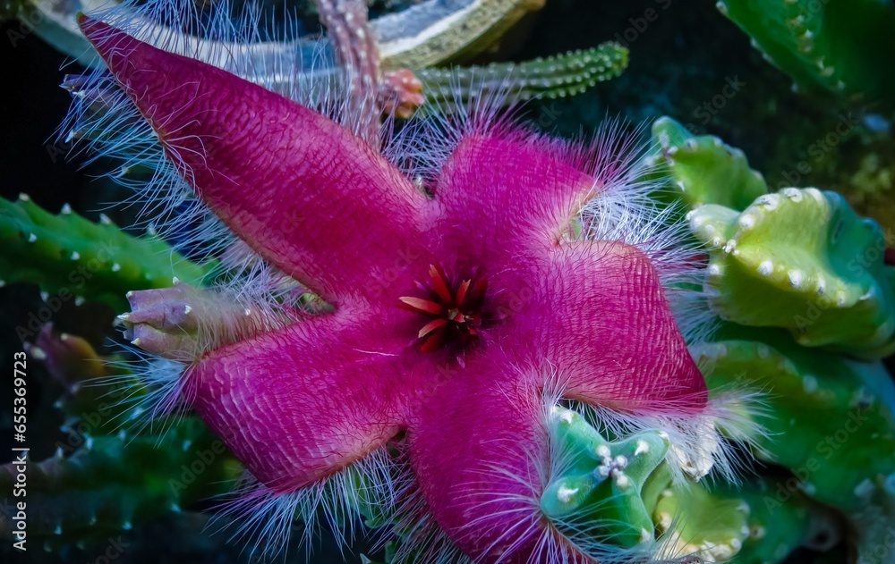 Stapelia grandiflora - South African succulent plant blooming with ...