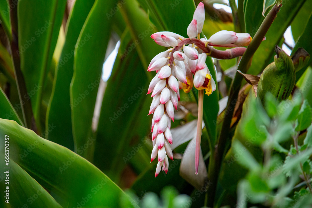 Flor da colônia (Alpinia speciosa ou Alpinia Zerumbet). No Brasil é ...