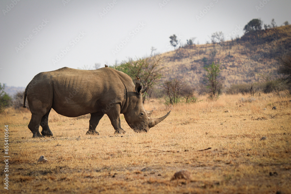 Nashorn (Rhinocerotidae) beim fressen in der Steppe. Auf dem Rücken ...