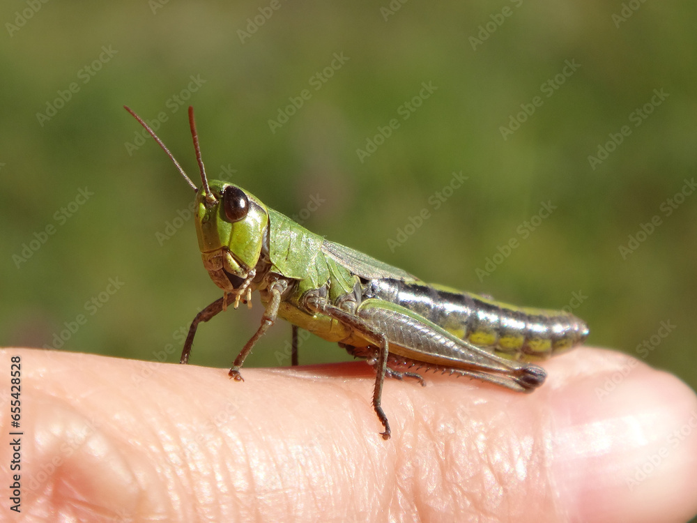 Female meadow grasshopper (Pseudochorthippus parallelus) sitting on a ...