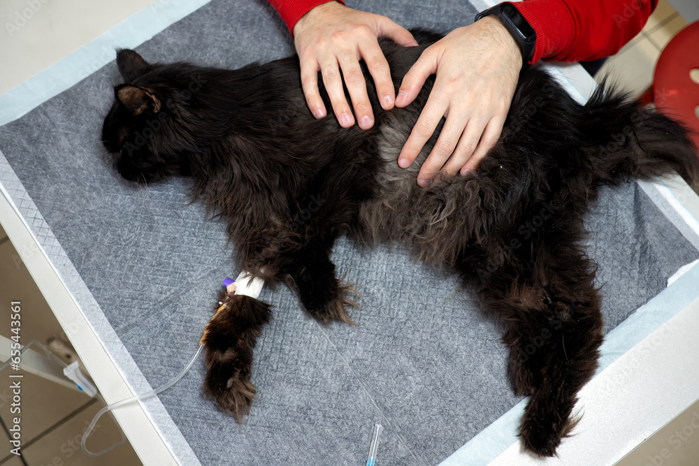 cat paw with catheter in veterinary clinic. Treatment of animals with ...