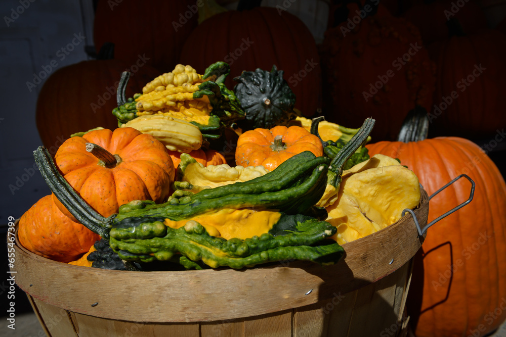 A collection of brightly colored gourds. The vegetables are orange ...