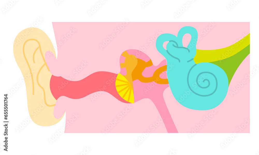 耳の構造のイラスト Stock Vector | Adobe Stock
