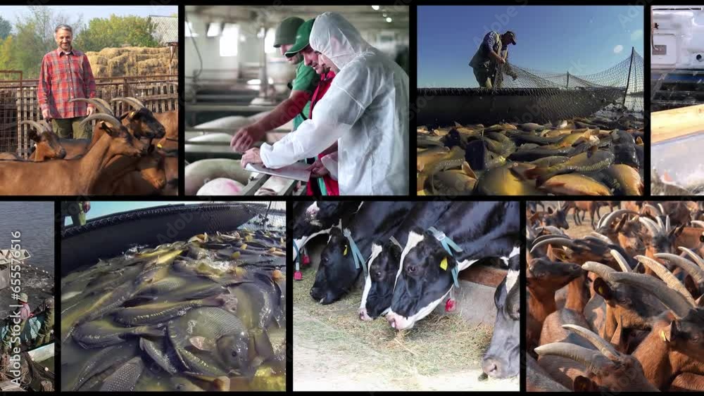 Intensive Animal Farming - Multi Screen Video. Animal Agriculture and ...