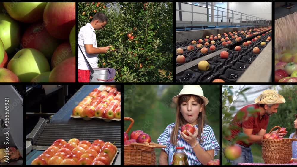 Vídeo do Stock: Apple Picking in Family Orchard and Post Harvest Management of Apples. Family ...