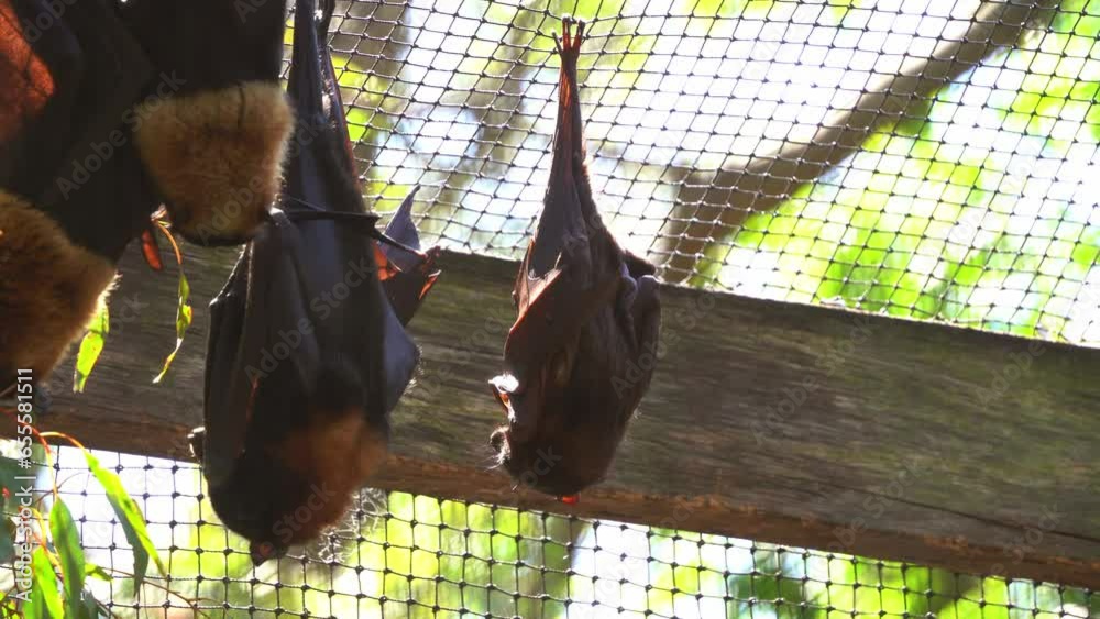 Close up shot of little red flying fox, pteropus scapulatus roosting ...