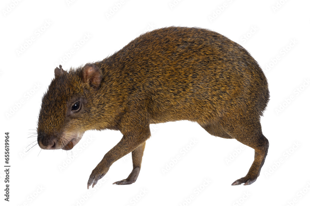 Agouti aka Dasyprocta walking side ways with nut in mouth. Looking ...