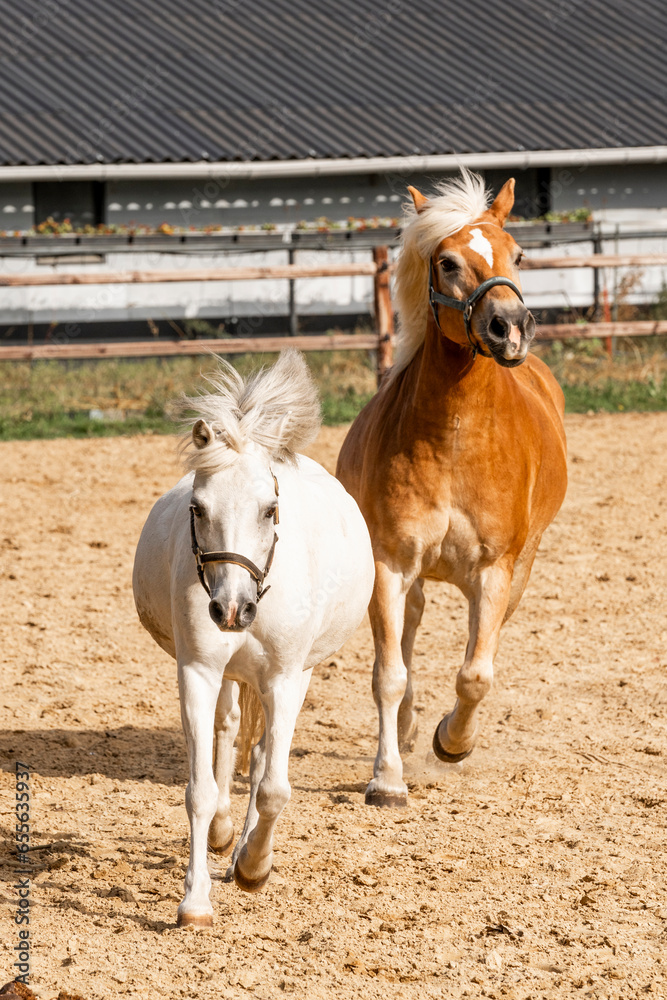 Horses living their best life in the paddock paradise track system two ...